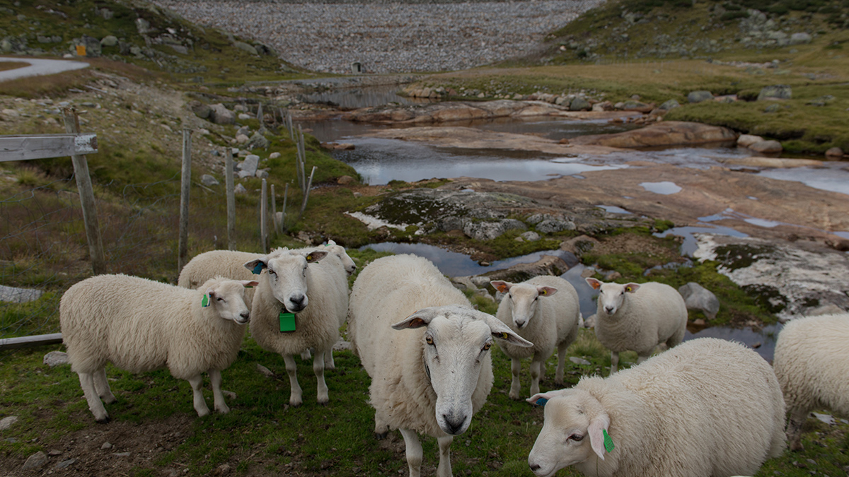 Sira-Kvina styrker leveringssikkerheten med en 24-7 beredskapsavtale ...